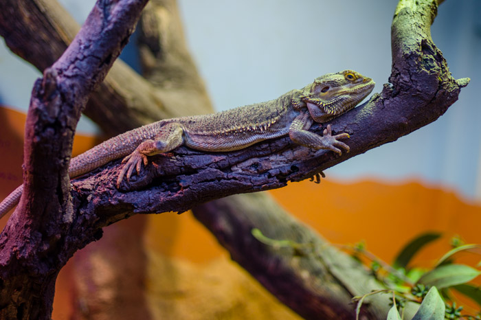 Melbourne: Animals From Down Under - No Foreign Lands