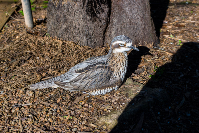 Melbourne: Animals From Down Under - No Foreign Lands